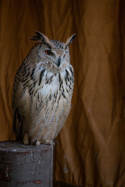 Uhu Pájaro Animal - Foto gratis en Pixabay - Pixabay