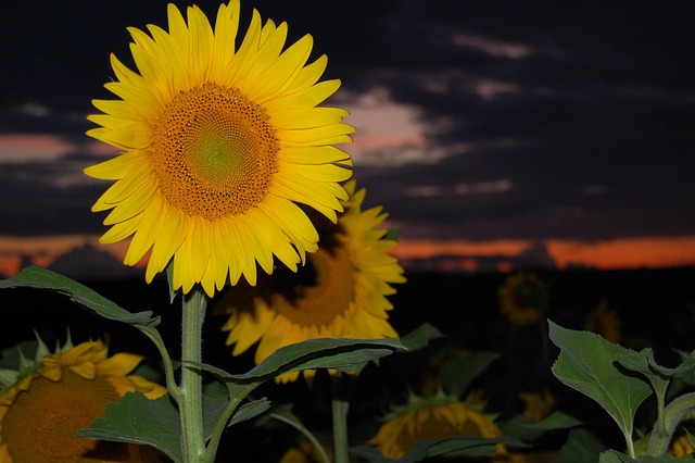 Sunflower Flower - Free photo on Pixabay - Pixabay