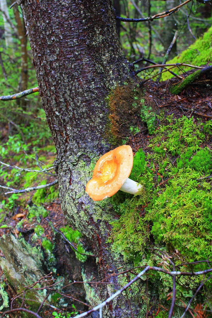 Fungus Nature Forest Mushrooms - Free photo on Pixabay - Pixabay