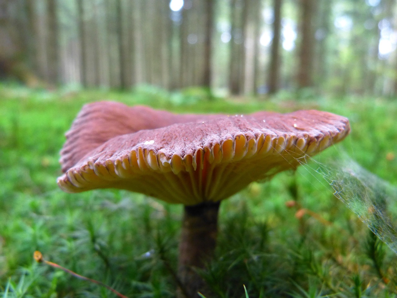 Pilz Mit Braunen Lamellen