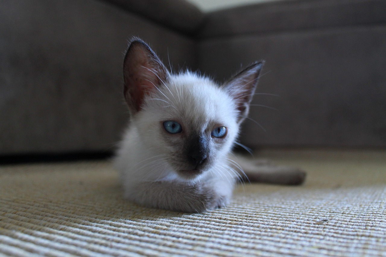 Anak Kucing Kitty Bulu - Foto gratis di Pixabay - Pixabay