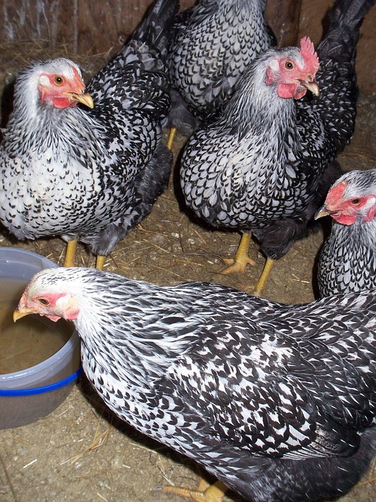 Chicken Hen Farm - Free photo on Pixabay - Pixabay