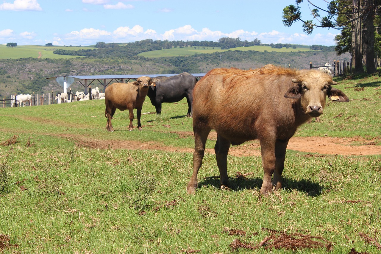 Boi Cow Farm - Free photo on Pixabay