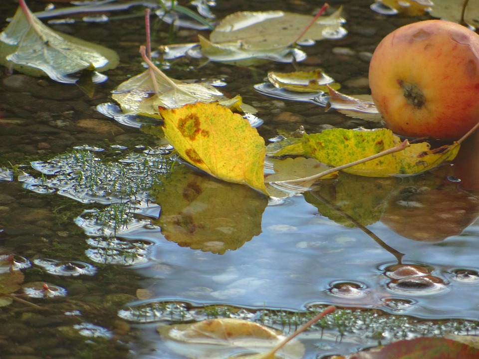 Fall Water Nature - Free photo on Pixabay