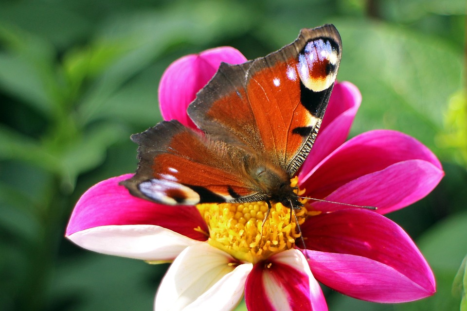 Peacock Butterfly Free Photo On Pixabay Pixabay