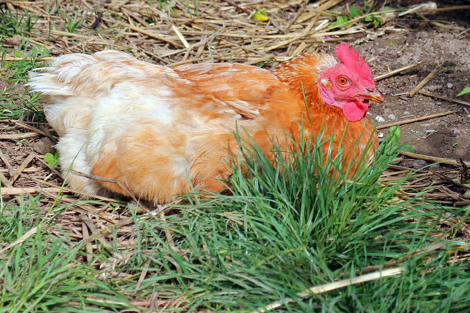 Chicken Poultry Animal - Free photo on Pixabay - Pixabay