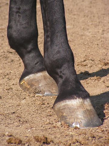 Plus de 600 images de Sabot et de Animal - Pixabay