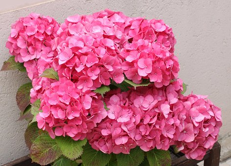Hydrangea Fuchsia Pink - Free photo on Pixabay