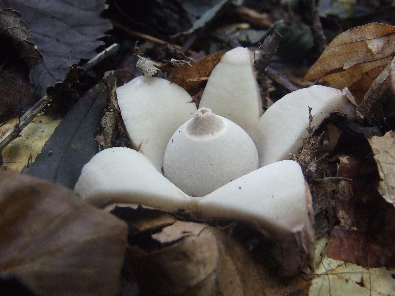 Mushroom Star Mushrooms Mystic - Free photo on Pixabay - Pixabay
