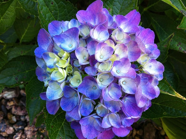 Hydrangea Bunga Ungu Musim - Foto gratis di Pixabay - Pixabay