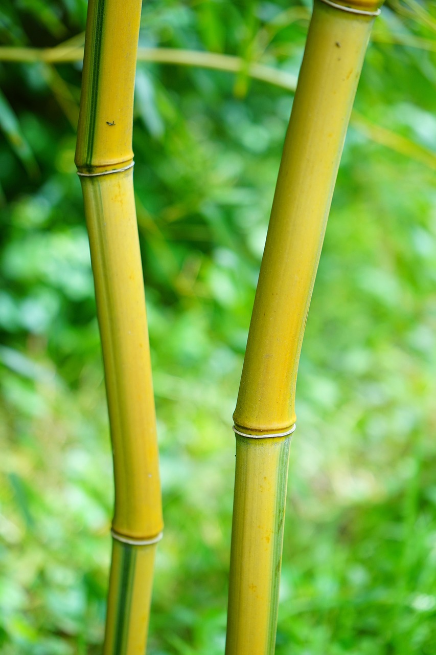 Golden Bamboo Stalk Green - Free photo on Pixabay - Pixabay