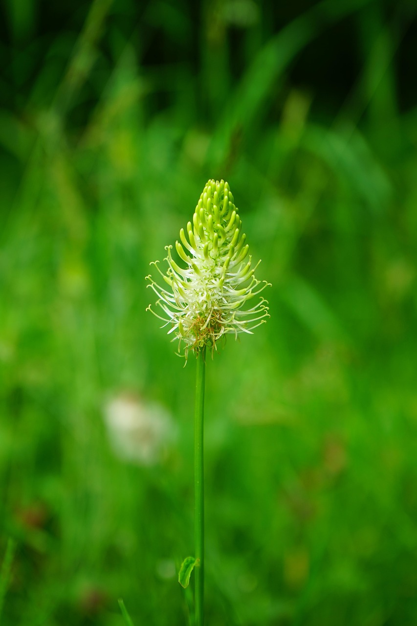 Year Old Devil'S Claw Flower - Free photo on Pixabay - Pixabay