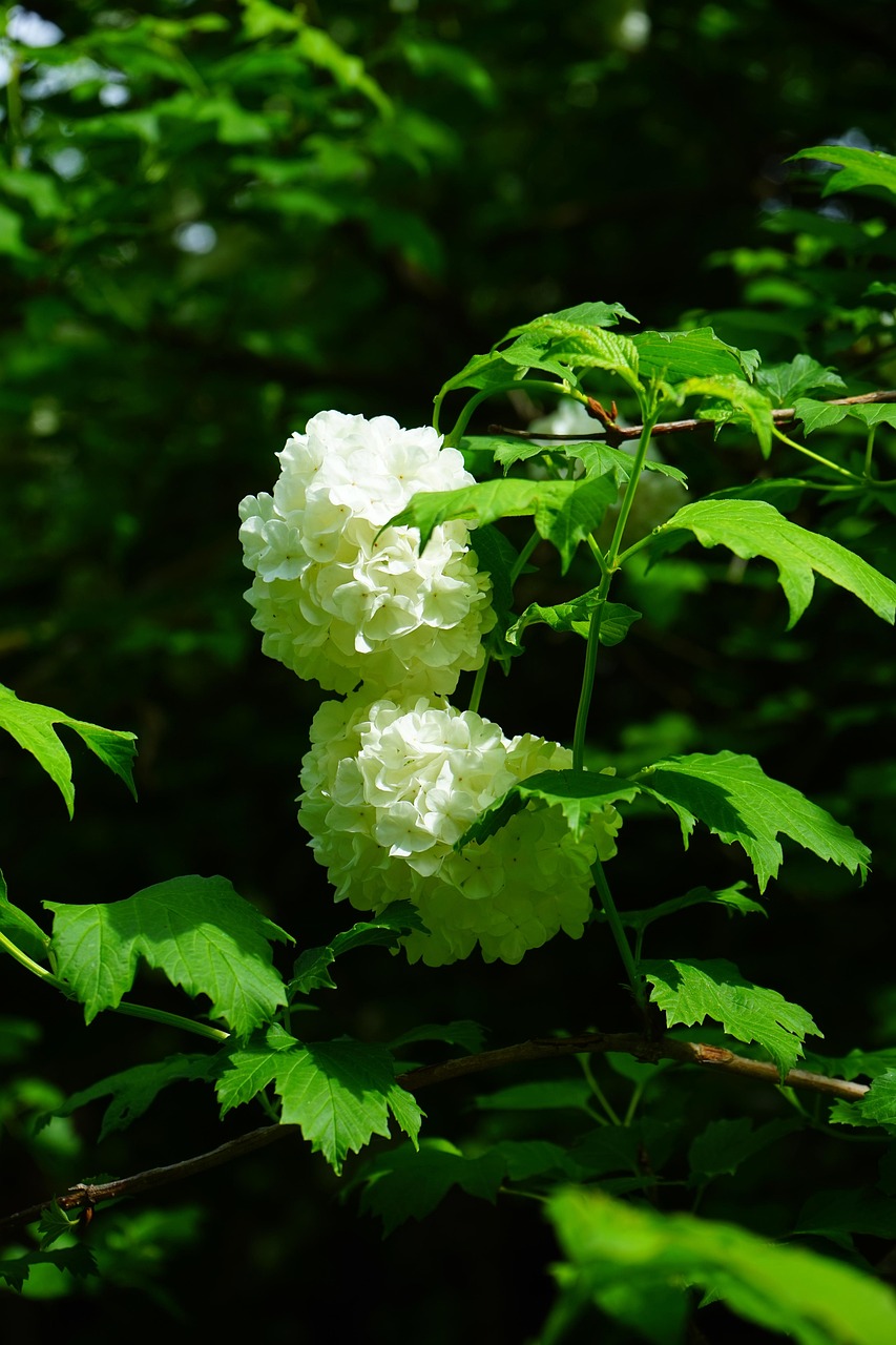 Real Snowball Bush Shrub - Free photo on Pixabay - Pixabay