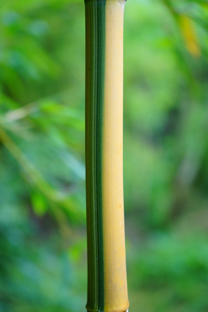 Bambu Emas Tangkai Hijau - Foto gratis di Pixabay - Pixabay