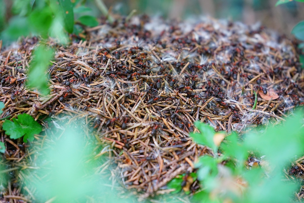 10,000+ Free Ant Hill & Ant Images - Pixabay