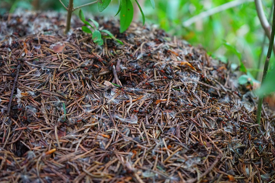 Wood Ant Hill Ants Formica - Free photo on Pixabay