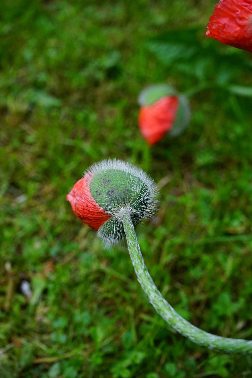 Poppy Flower Blossoms - Free photo on Pixabay - Pixabay