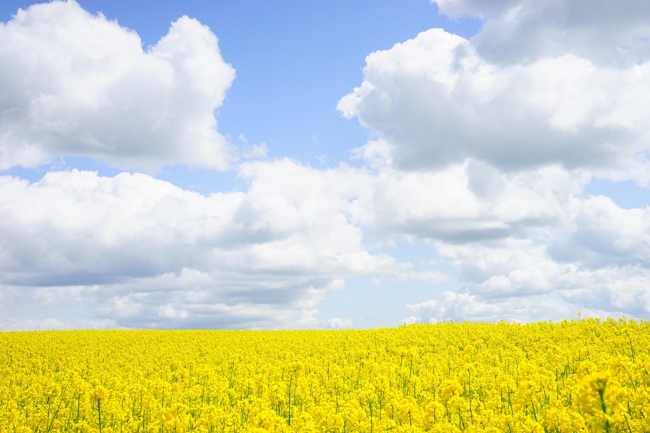 Field Of Rapeseeds Heaven Clouds - Free photo on Pixabay