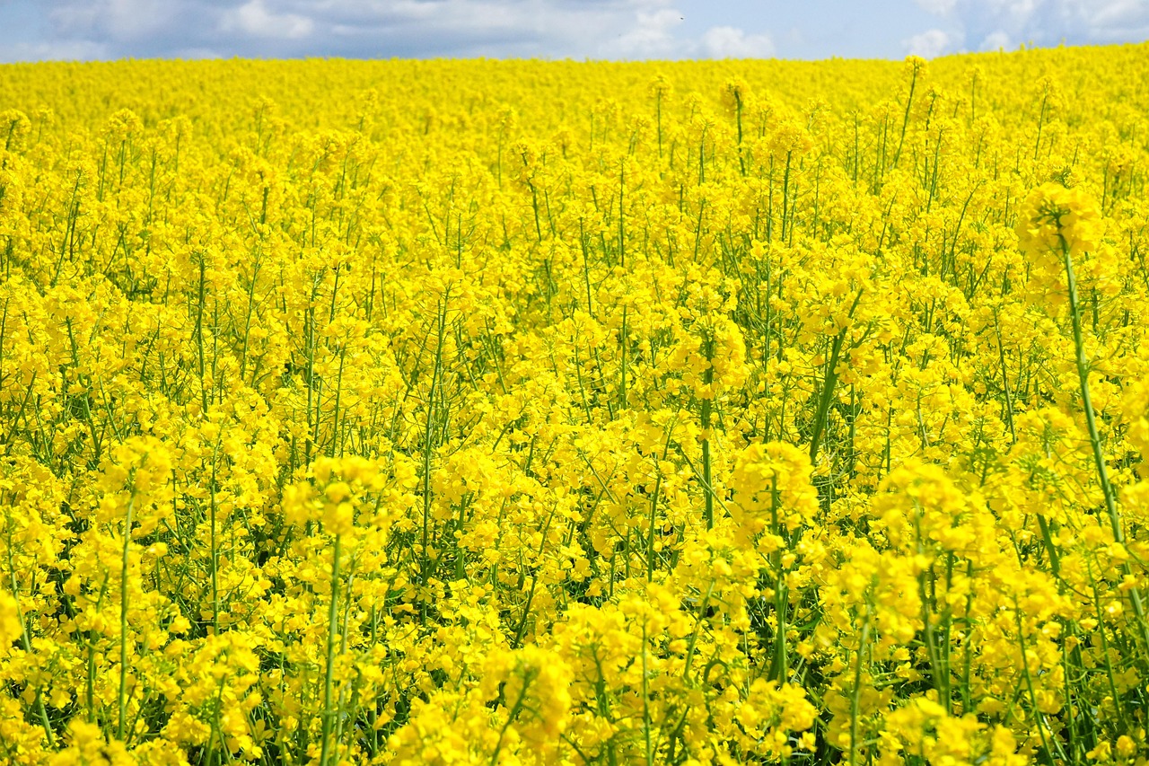 Field Of Rapeseeds Heaven Clouds - Free photo on Pixabay - Pixabay