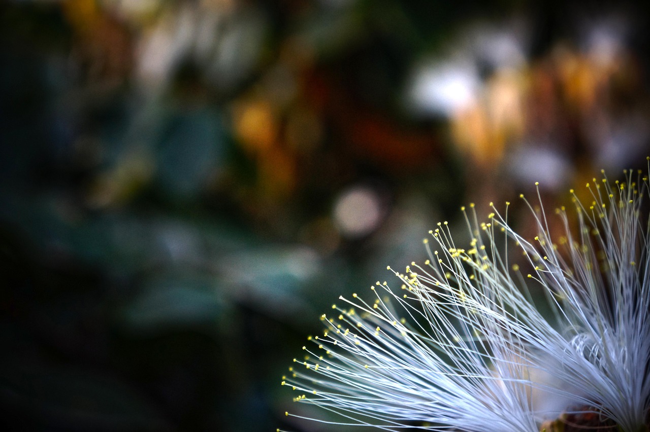El Salvador Flor Naturaleza - Foto gratis en Pixabay - Pixabay
