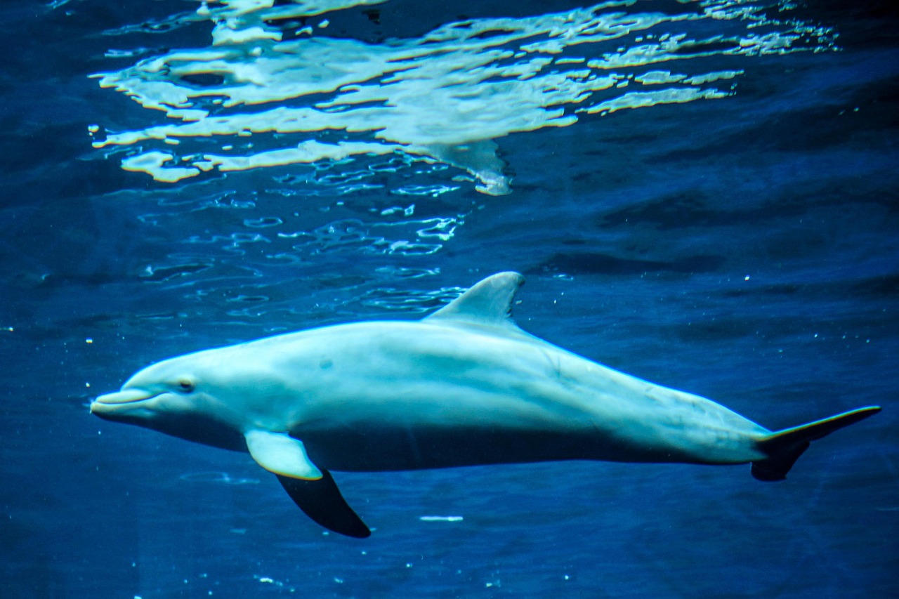1,000+ Free Dolphin & Sea Images - Pixabay