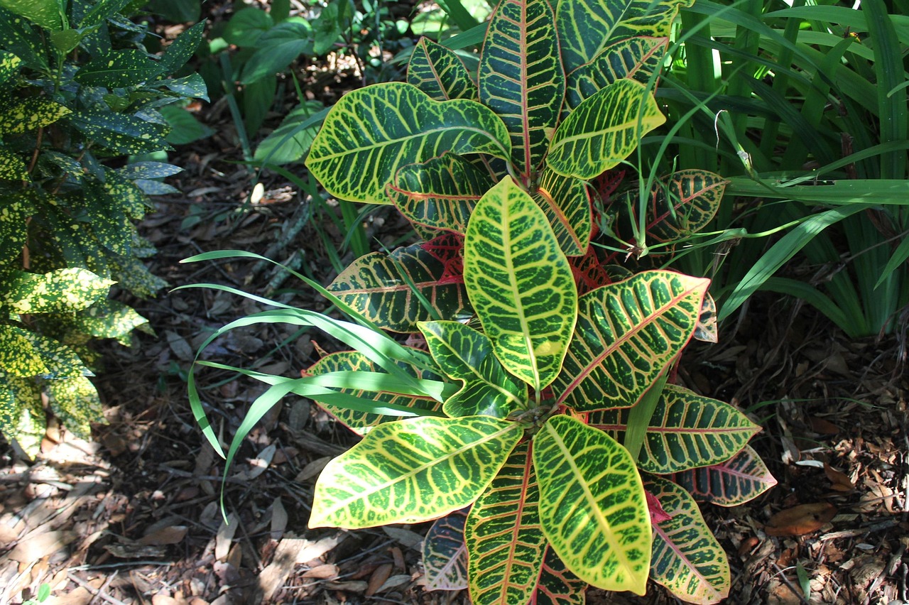 Folhagem Planta Natureza - Foto gratuita no Pixabay - Pixabay