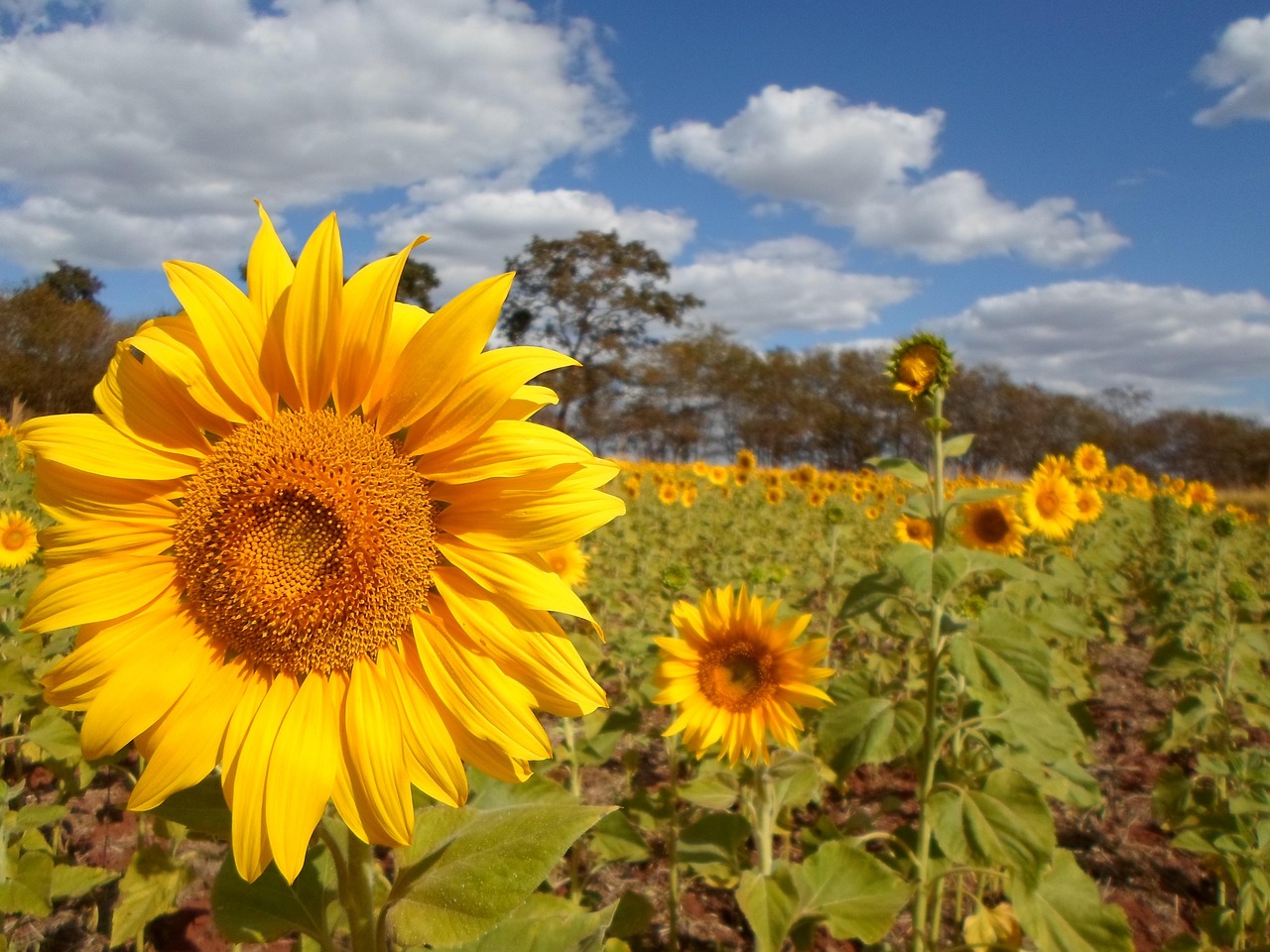 Sunflower Bidang Bunga - Foto gratis di Pixabay - Pixabay