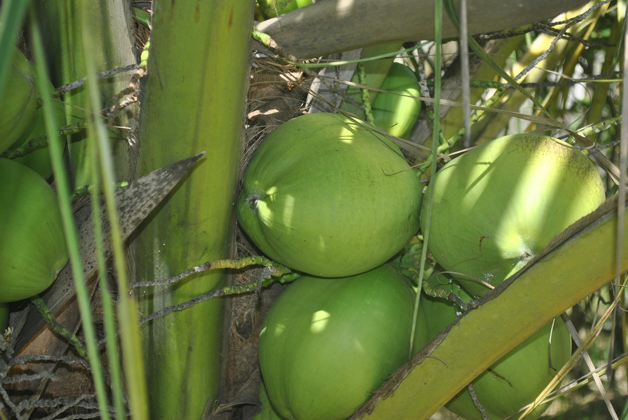 Green Coconut Poop Tree - Free photo on Pixabay - Pixabay