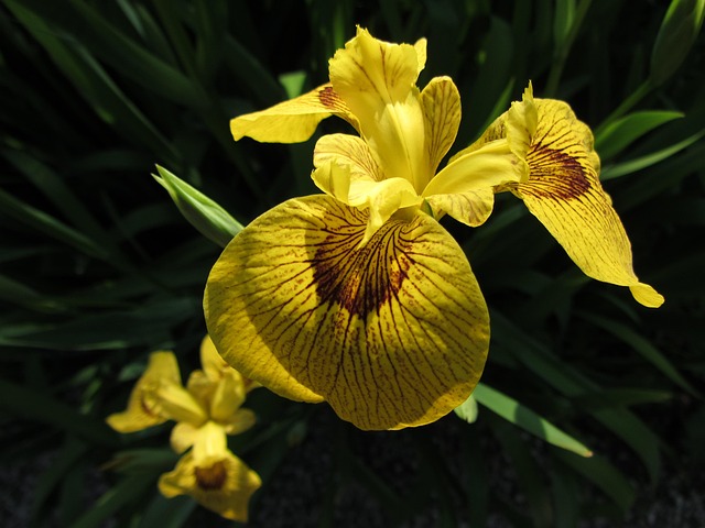 Bunga Kuning Daun - Foto gratis di Pixabay - Pixabay