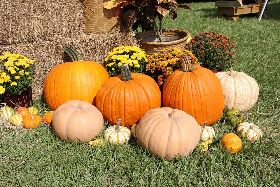 Free Photo Pumpkins Gourds Fall Halloween Free Image On Pixabay 478178