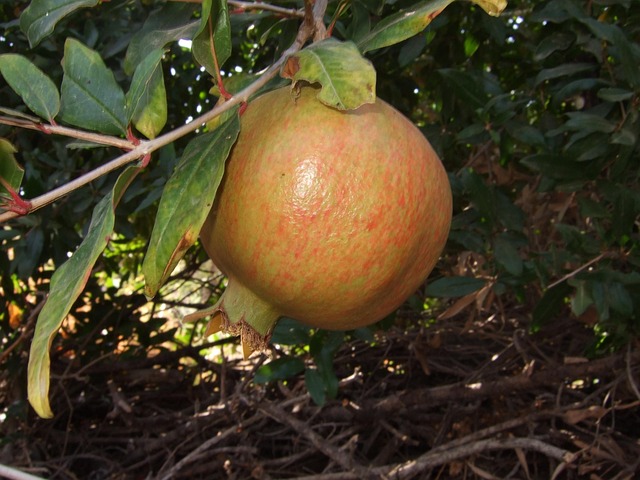 Granada Fruta - Foto gratis en Pixabay