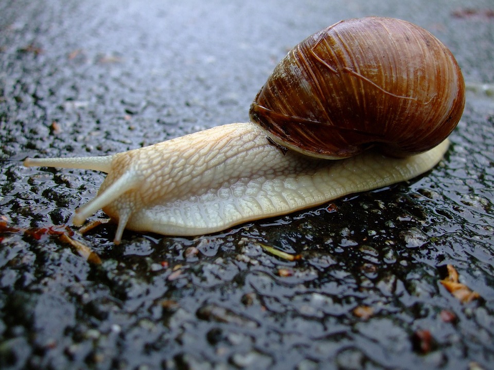 Snail Foot Mucus | Snail Mucin For Skin – OIJXJA