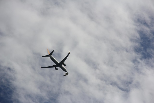 Flugzeuge Vogel - Kostenloses Foto auf Pixabay - Pixabay