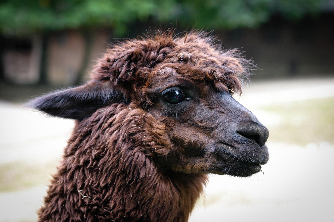 Alpaca Animal Nature - Free photo on Pixabay