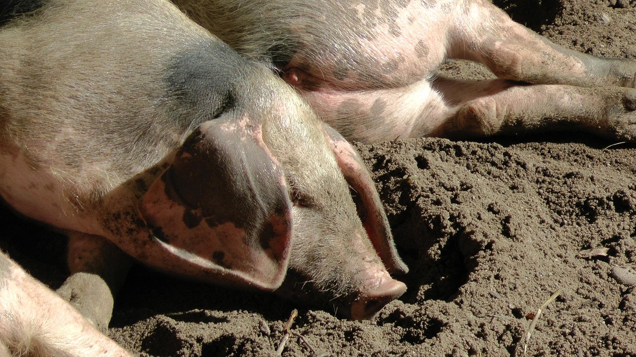 Bentheimer Country Pig Sow Pigs - Free photo on Pixabay - Pixabay