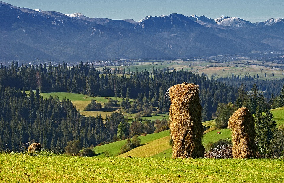 Haymaking Harvest Mounds Of Hay - Free photo on Pixabay - Pixabay