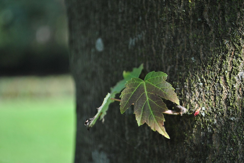 Blatt Baum Stamm - Kostenloses Foto auf Pixabay - Pixabay