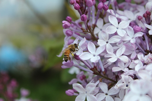 Flor Y Abeja Color De - Foto gratis en Pixabay