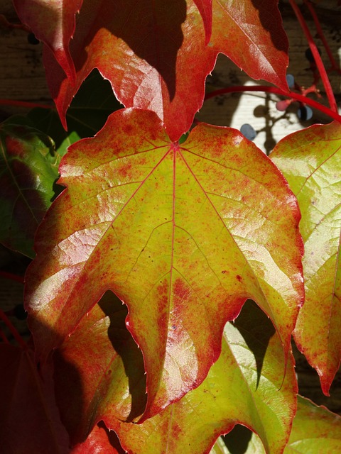Wild Wine Vine Leaves Autumn Leaf - Free photo on Pixabay - Pixabay