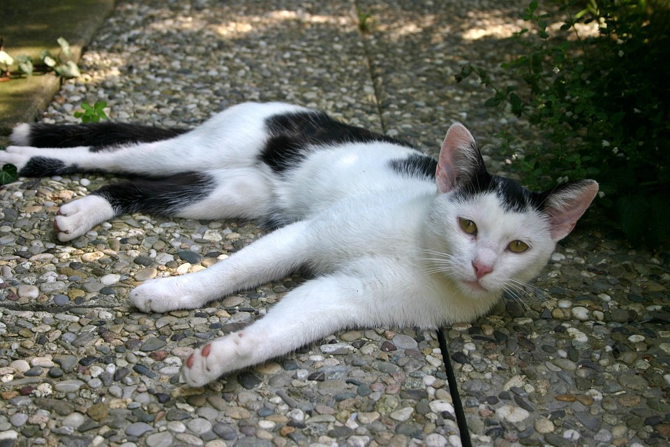Gato Resaca Joven - Foto gratis en Pixabay - Pixabay
