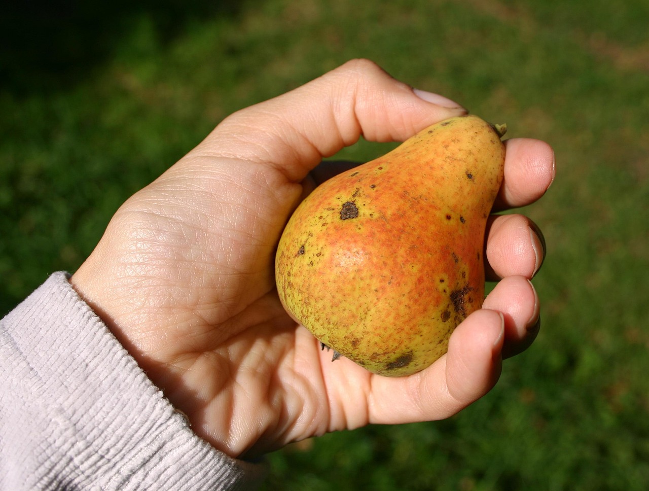 Pear Fruit Orchards Orchard - Free photo on Pixabay - Pixabay
