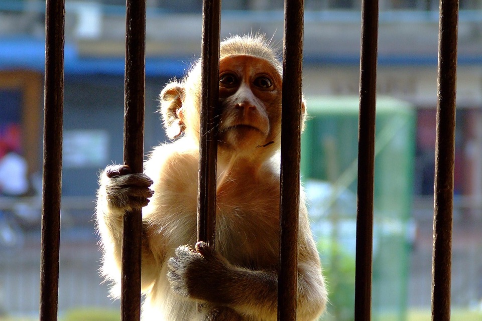Monkey Encaged Bars - Free photo on Pixabay