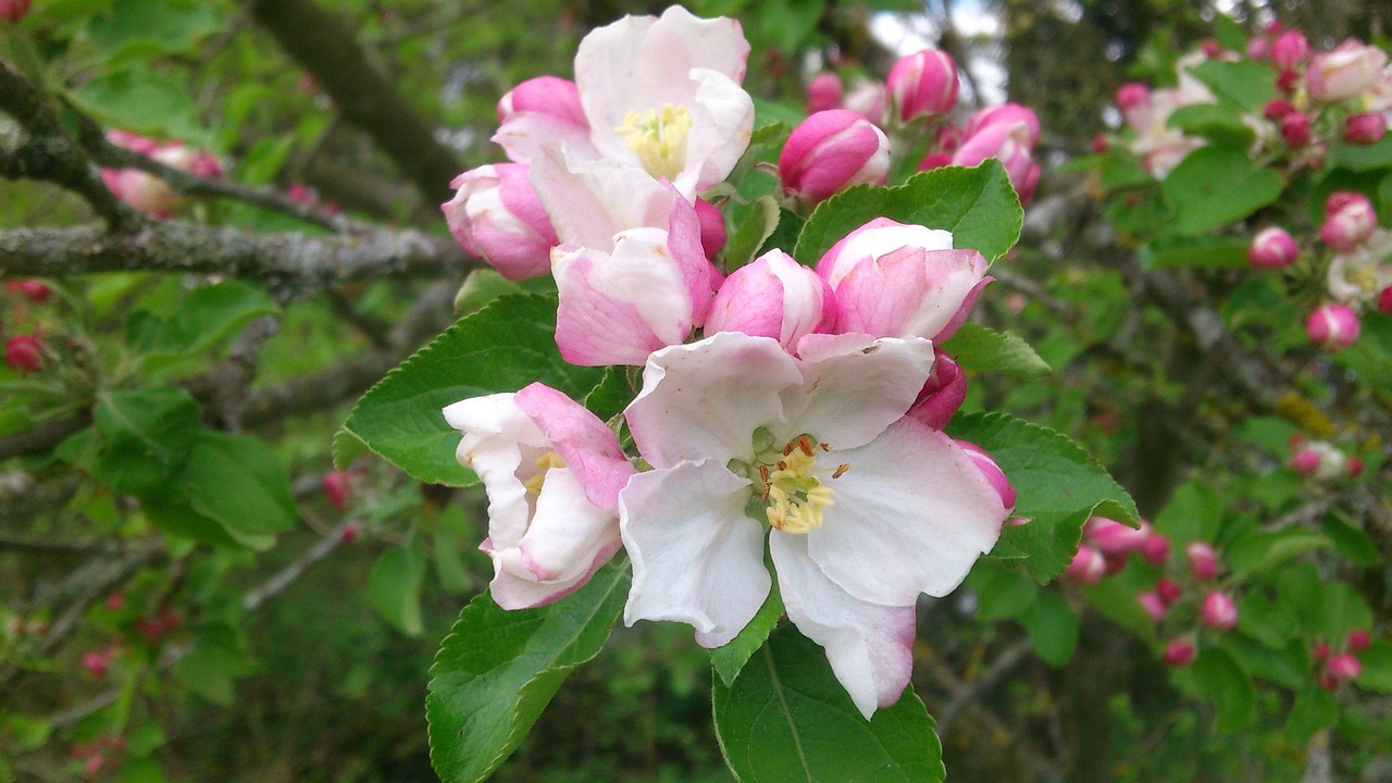 Flor De Manzana Primavera Árbol - Foto gratis en Pixabay