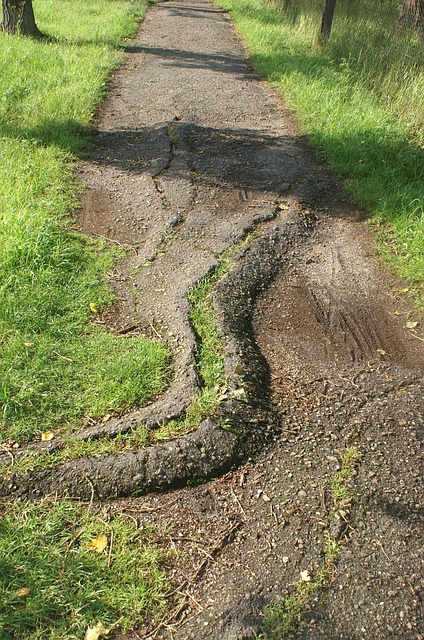 Way Asphalt Root - Free photo on Pixabay - Pixabay
