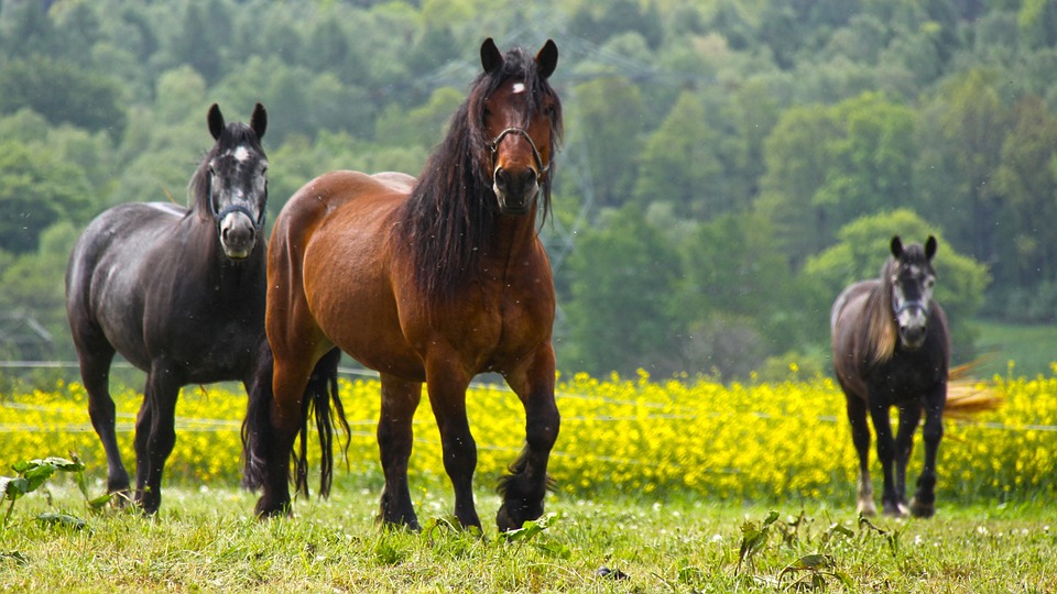 Horses Animals Horse Riding Cold - Free photo on Pixabay