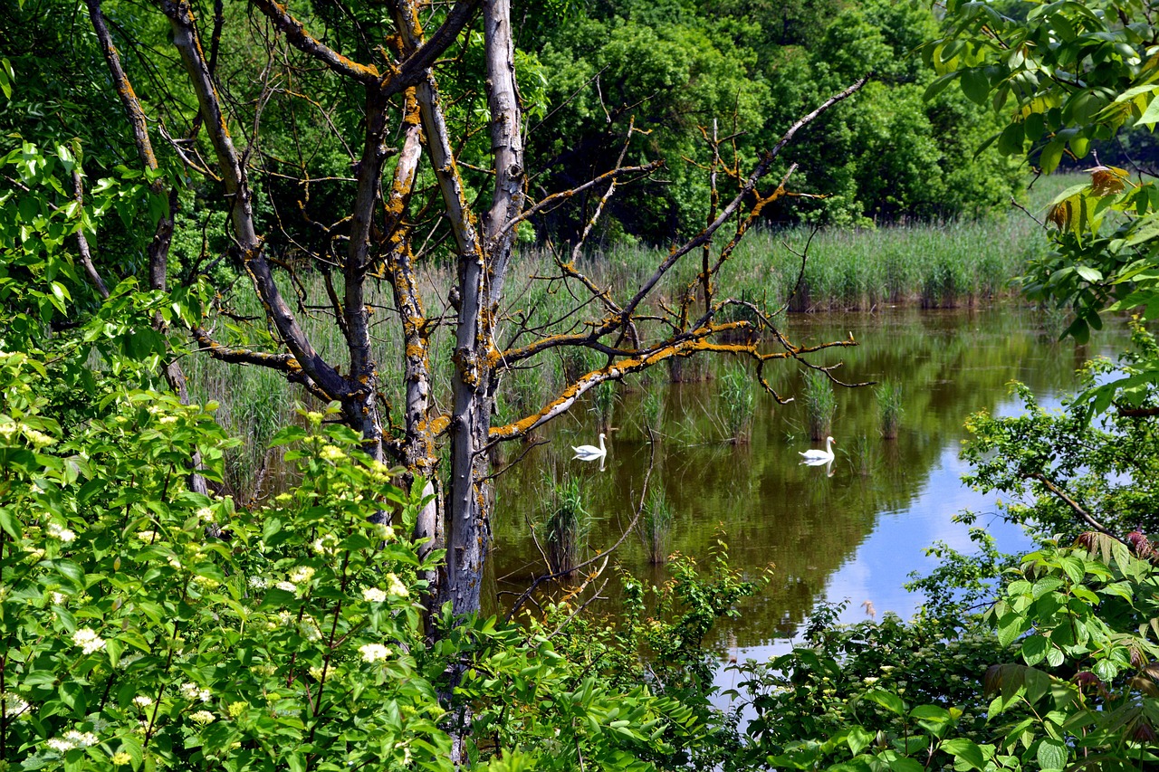 Pemandangan Danau Angsa - Foto gratis di Pixabay - Pixabay