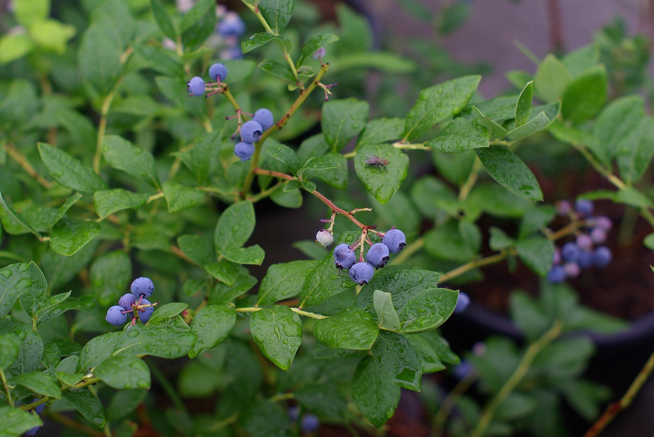 Blueberry Plant Fruit - Free photo on Pixabay
