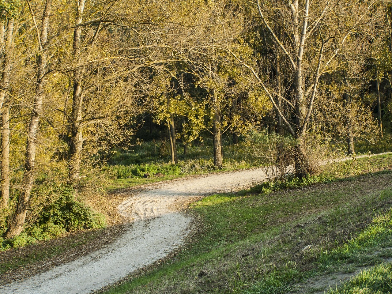 Chemin Forestier Automne Forêt - Photo gratuite sur Pixabay - Pixabay