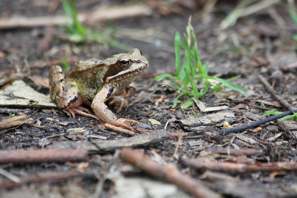 Frog Forest Earth - Free photo on Pixabay - Pixabay