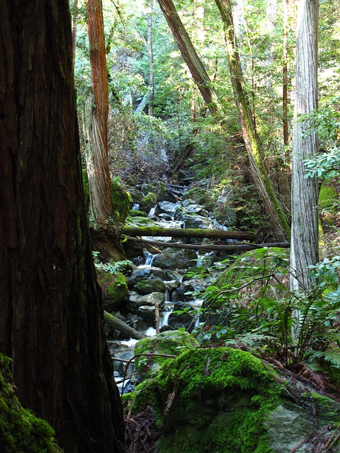 Bosque California Arroyo - Foto gratis en Pixabay
